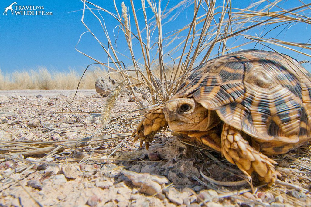 The Diversity Of Life In The Kalahari