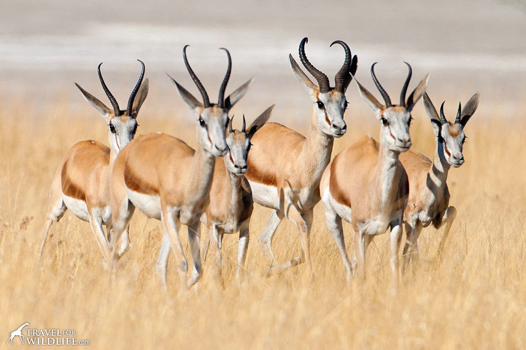 The Diversity Of Life In The Kalahari