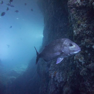 This Is Why You Need To Dive At The Poor Knights