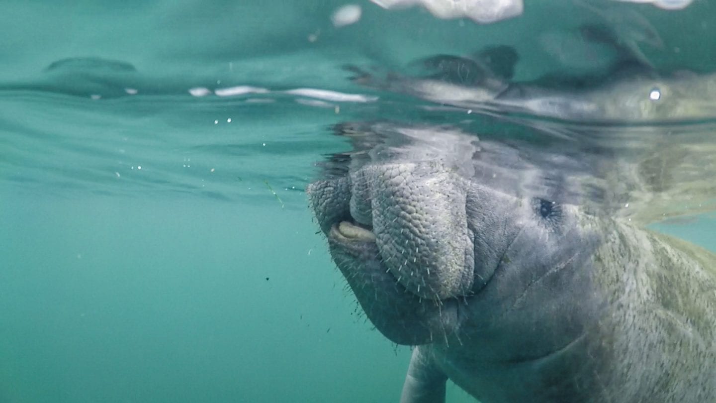 My Guide to Booking the Best Manatee Tours in Crystal River, Florida